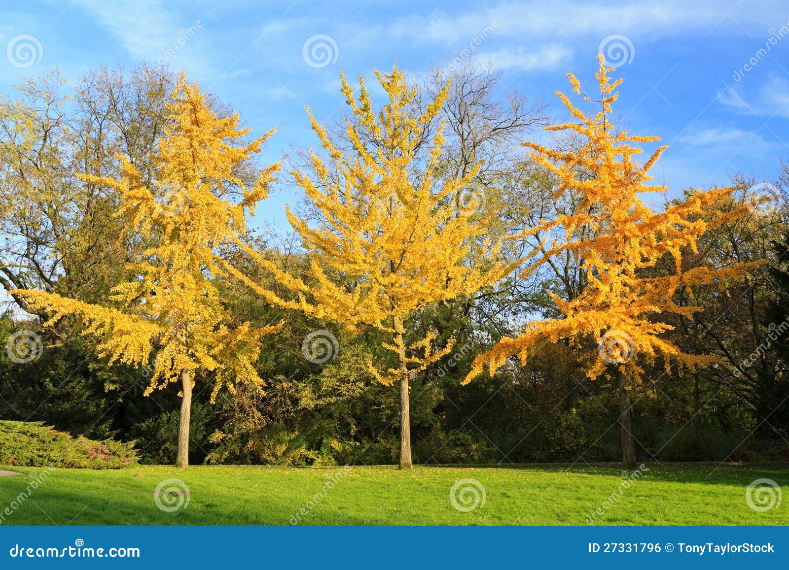 Three Colorful Autumn Trees Standing in a Row Stock Photo - Image of ...
