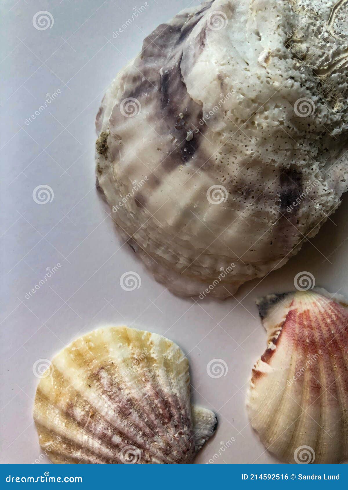 Three Colorful Beach Shells Close Up Stock Photo - Image of colorful ...