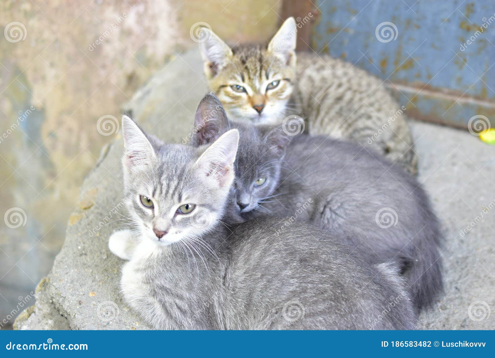 Three Colorful Beautiful Kittens Look at the Camera Stock Photo - Image ...