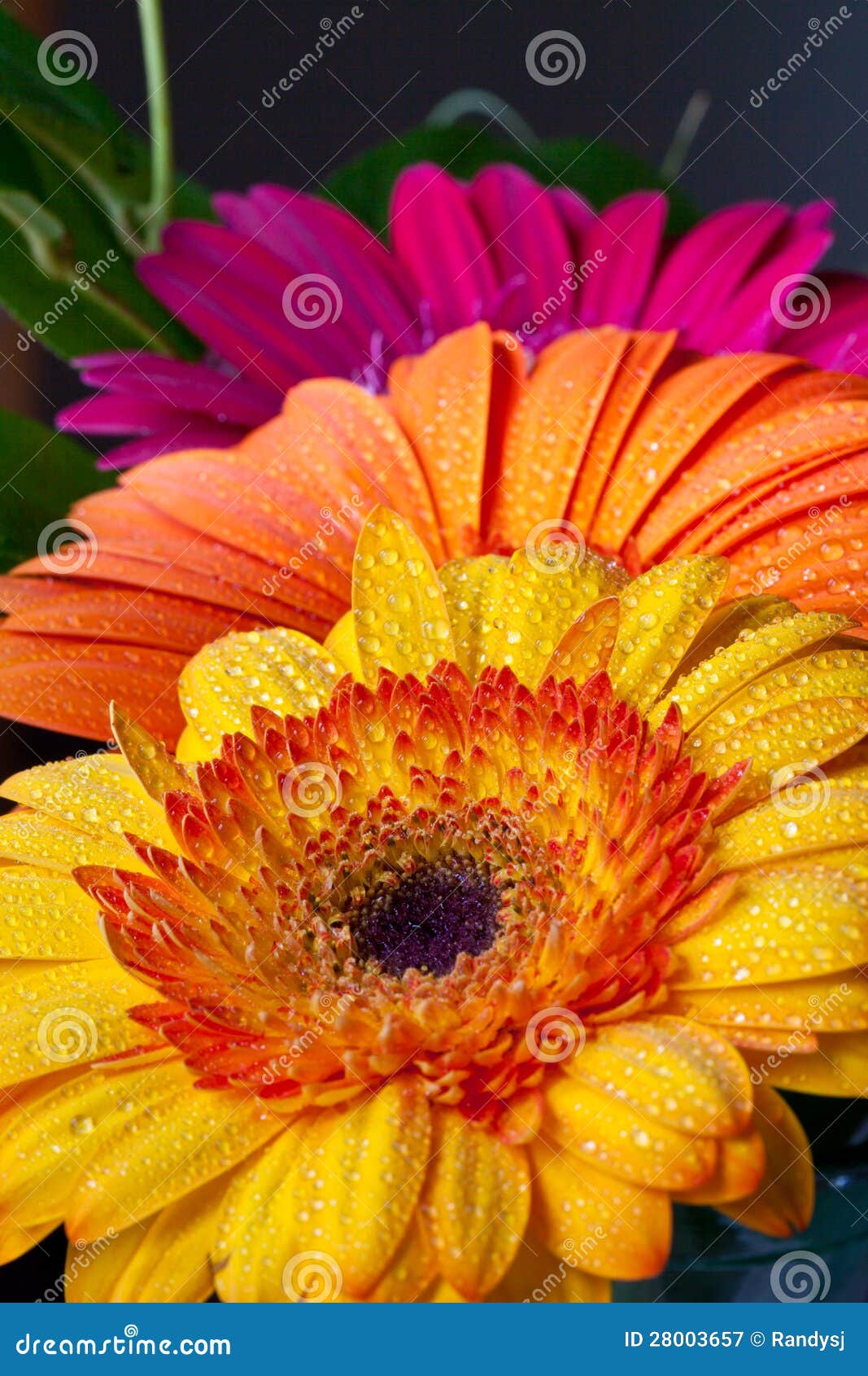 Three Colorful Gerber Daisy S Stock Image - Image of orange, pink: 28003657