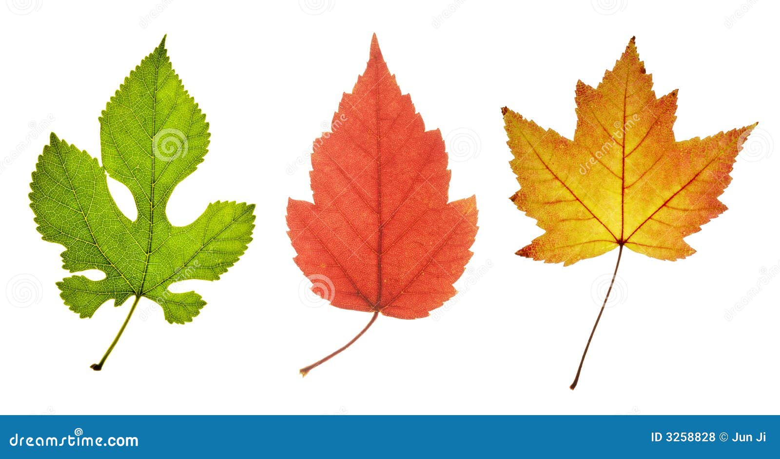 Three colorful leaves stock photo. Image of autumn, fall - 3258828