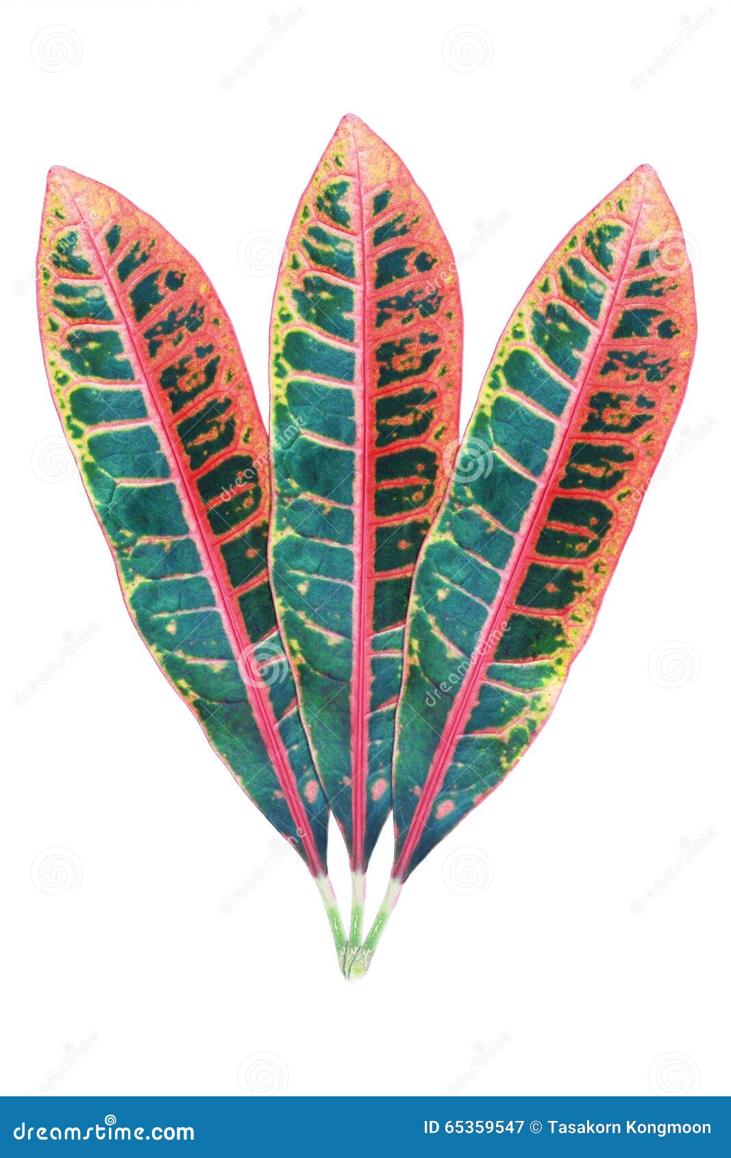 Three Colorful Leaves Isolated on White Stock Image - Image of ...