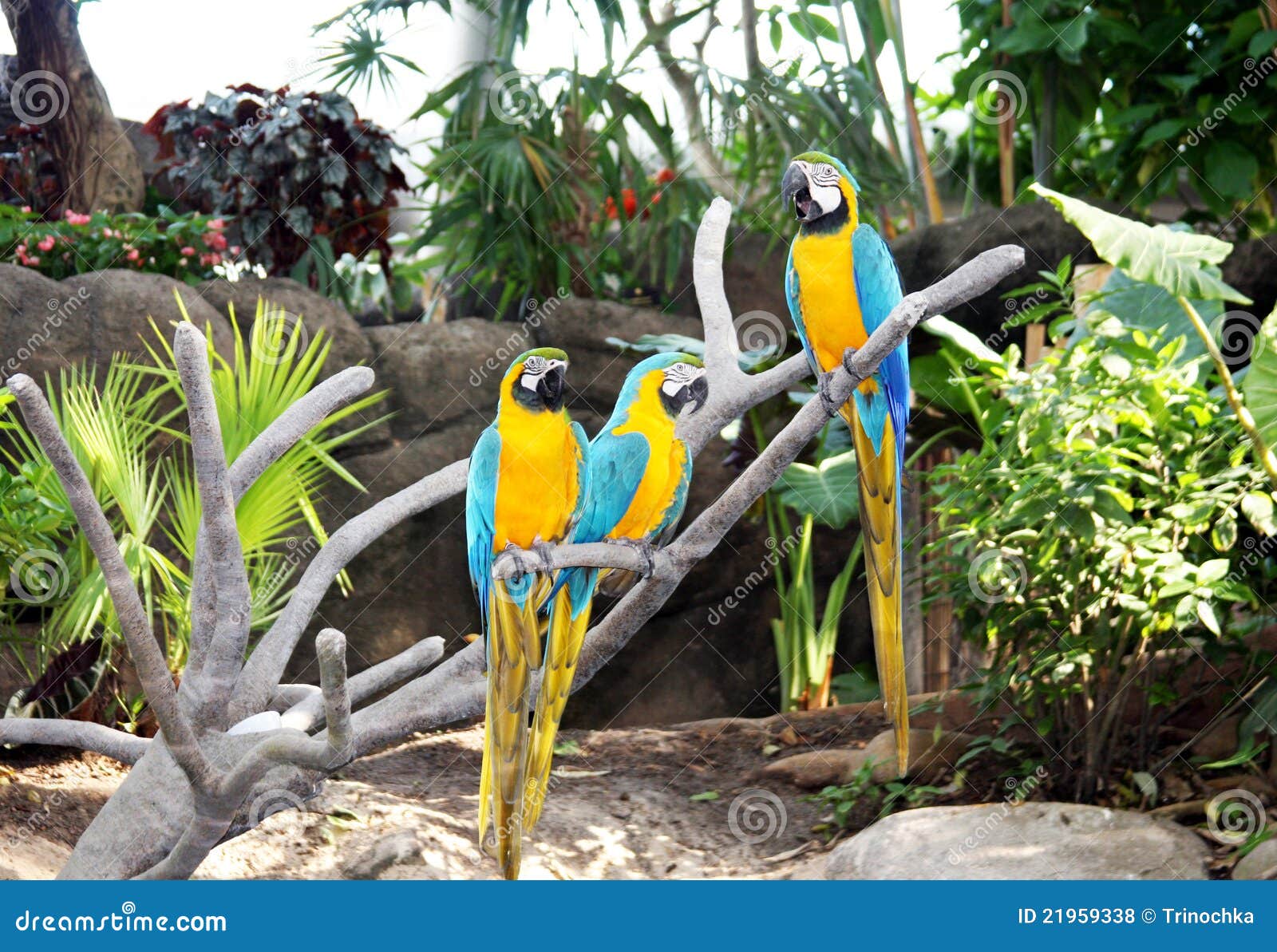 Three colorful parrots stock photo. Image of animal, nature - 21959338