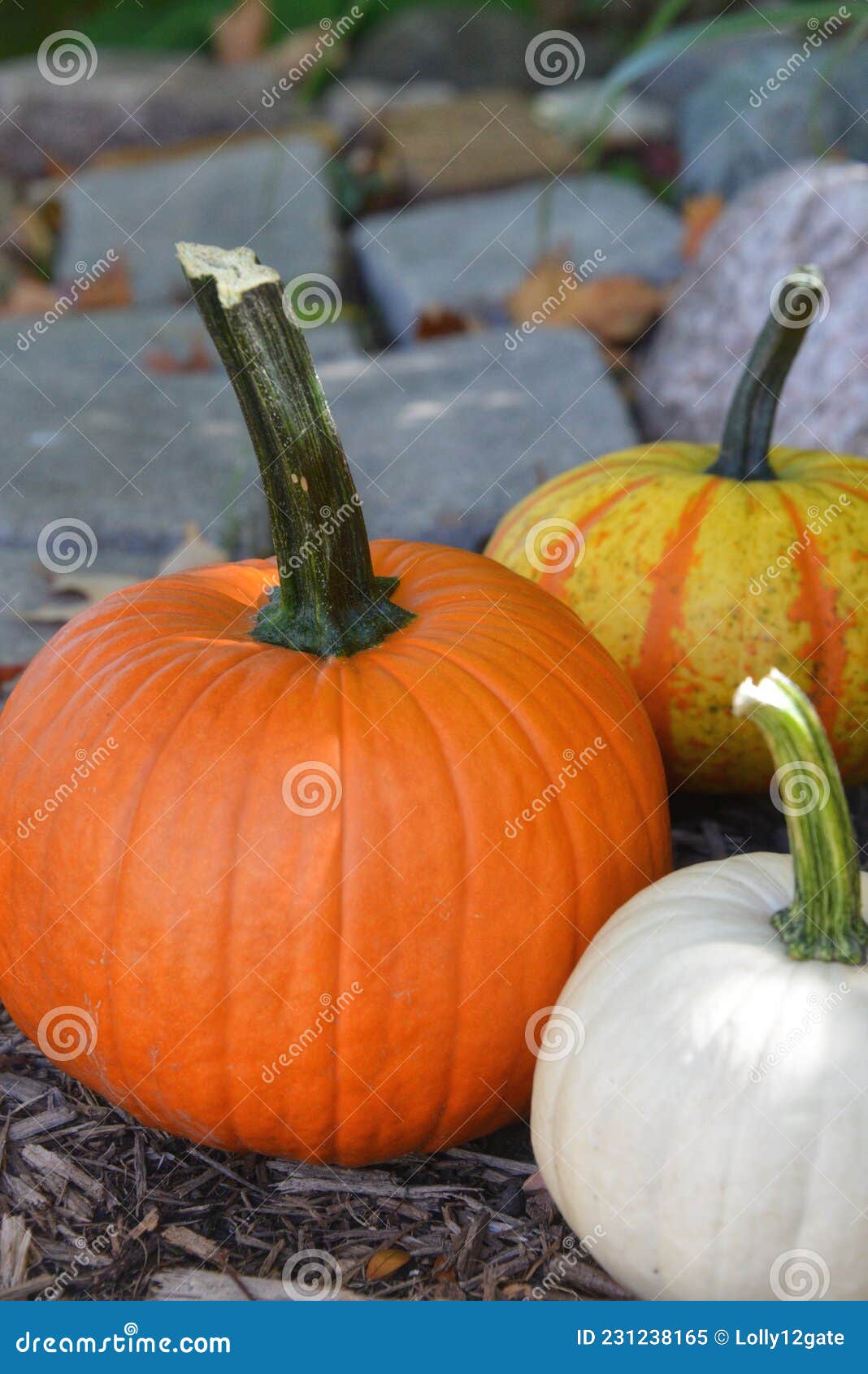 Three Colorful Pumpkins on a Walkway. Stock Image - Image of trick ...
