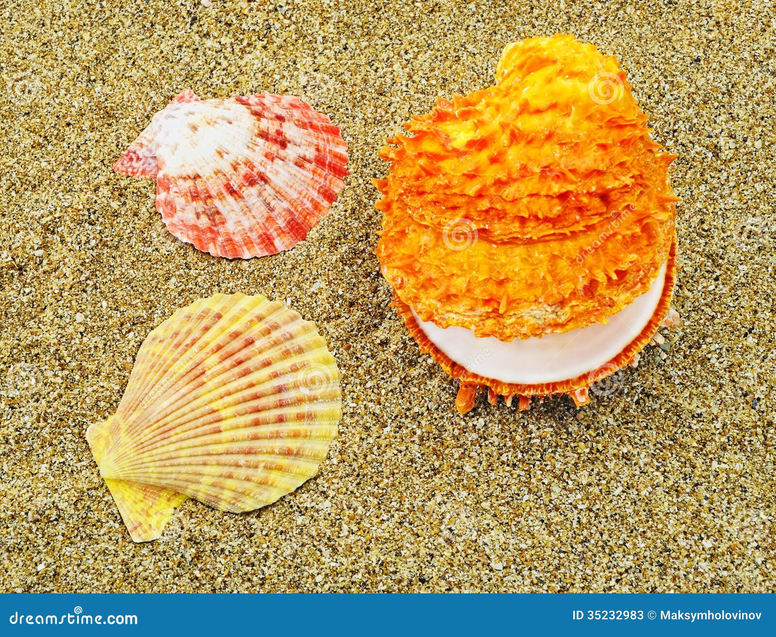 Three Colorful Seashells Stock Photos - Image: 35232983