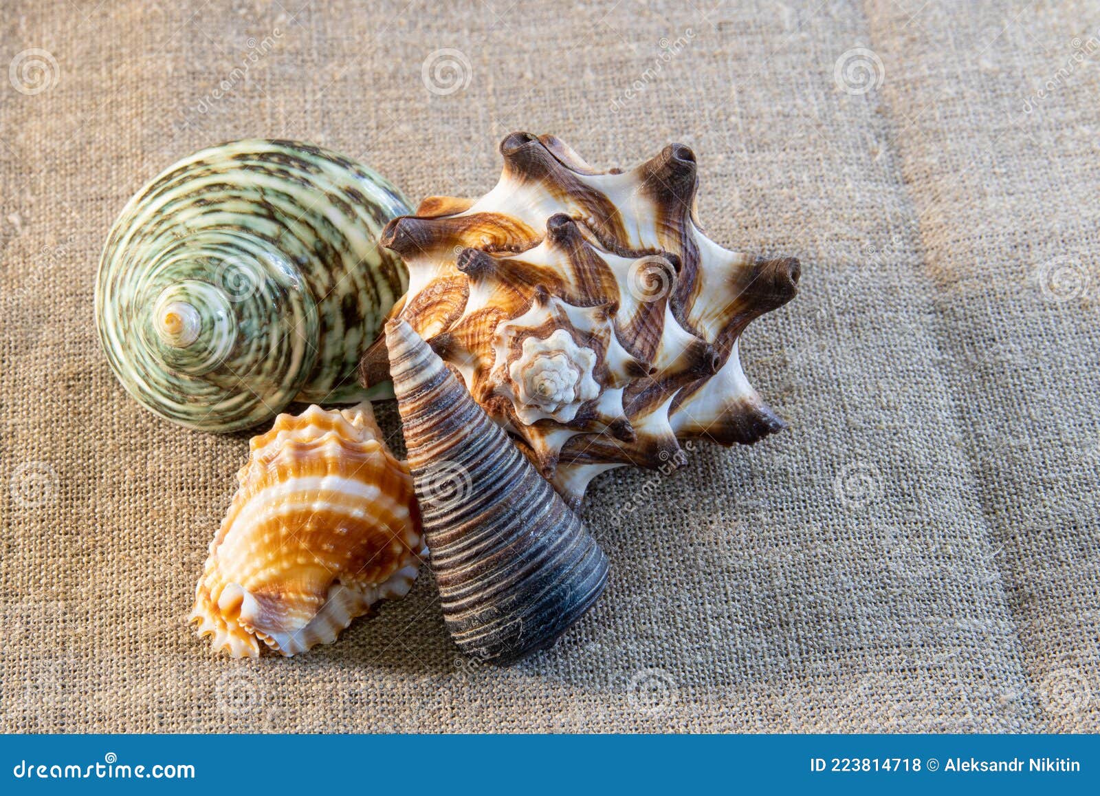 Three Colorful Shells of Different Sizes Stock Photo - Image of ...