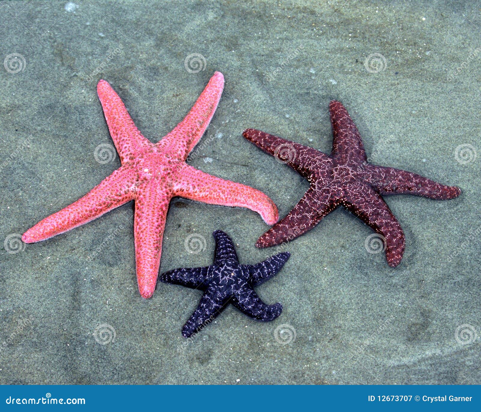 Three Colorful Starfish stock image. Image of purple - 12673707