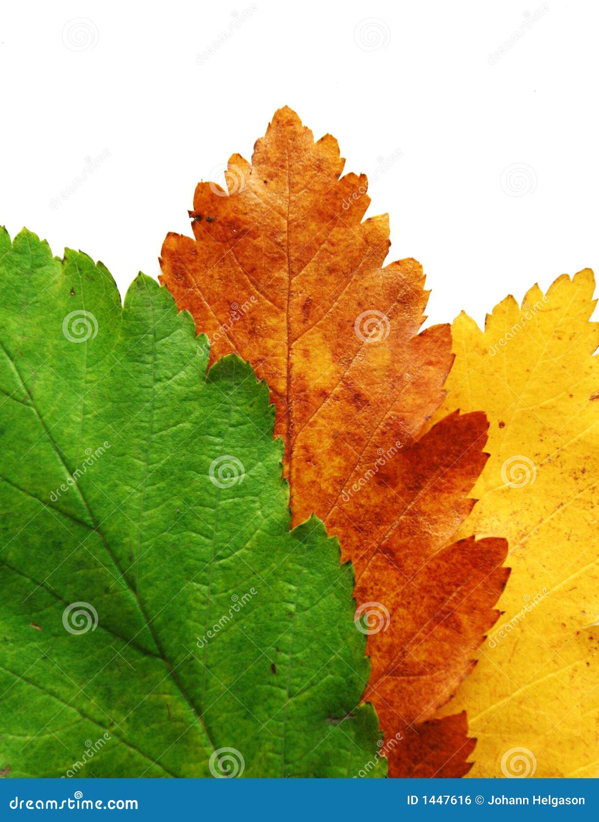 Three colors stock photo. Image of leaf, forest, halloween - 1447616