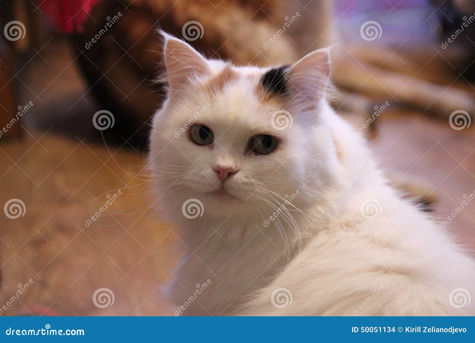 Three colors cat stock photo. Image of domestic, paws - 50051134