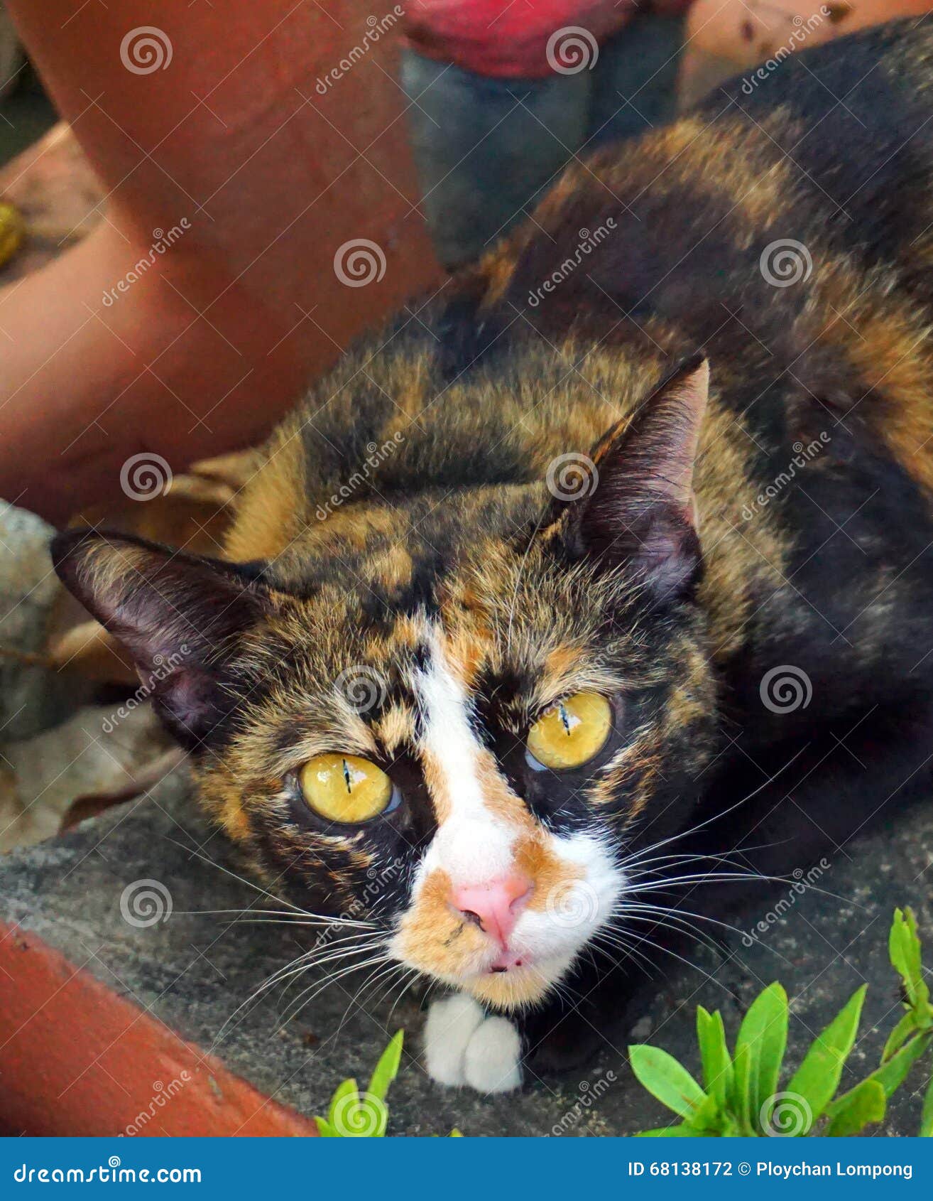 Three colors cat stock photo. Image of body, portrait - 68138172