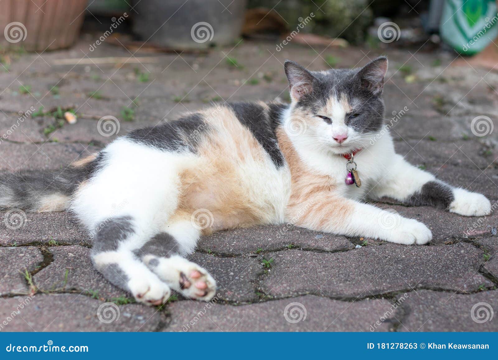 Three colors cat stock image. Image of stained, white - 181278263