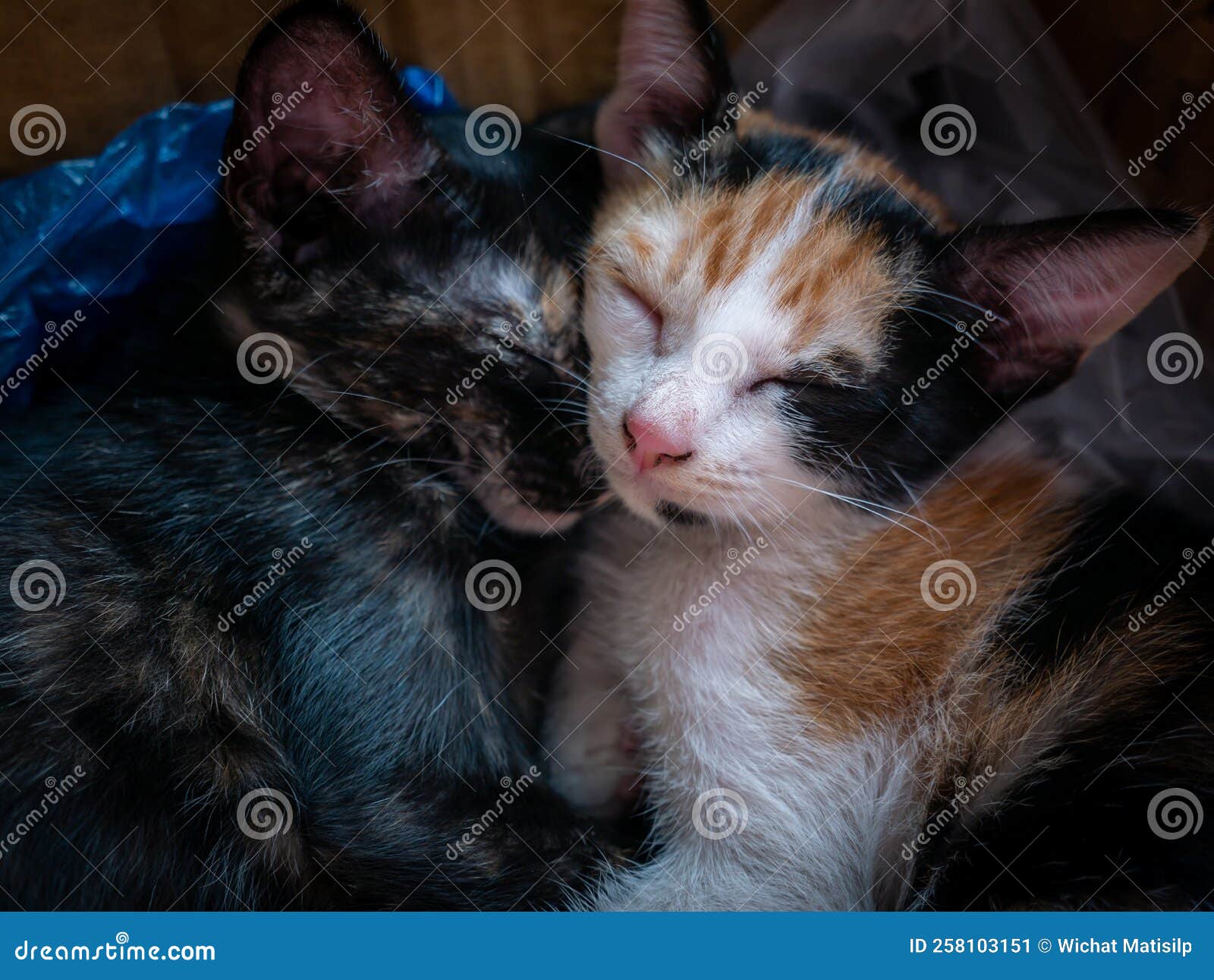 Three Colors Kitten Lying with the Black Kitten Stock Image - Image of ...