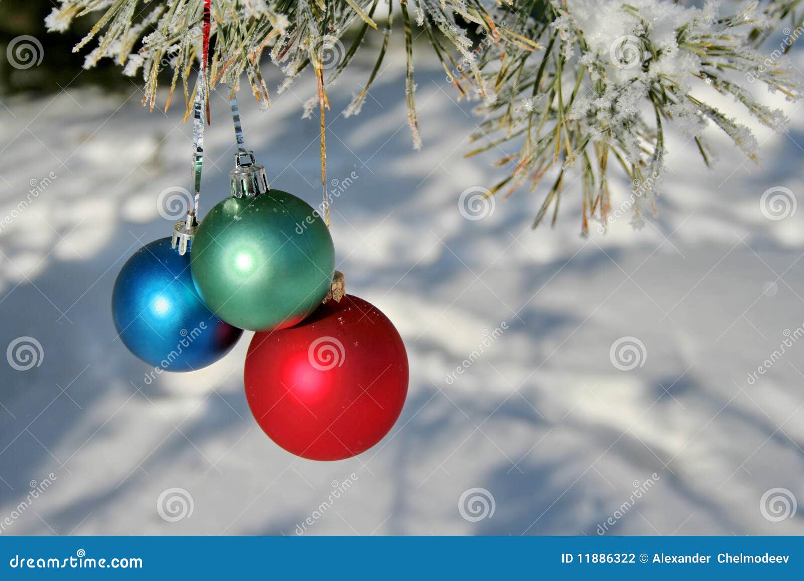 Three Colour Balls on a Pines Branch Stock Photo - Image of blue ...