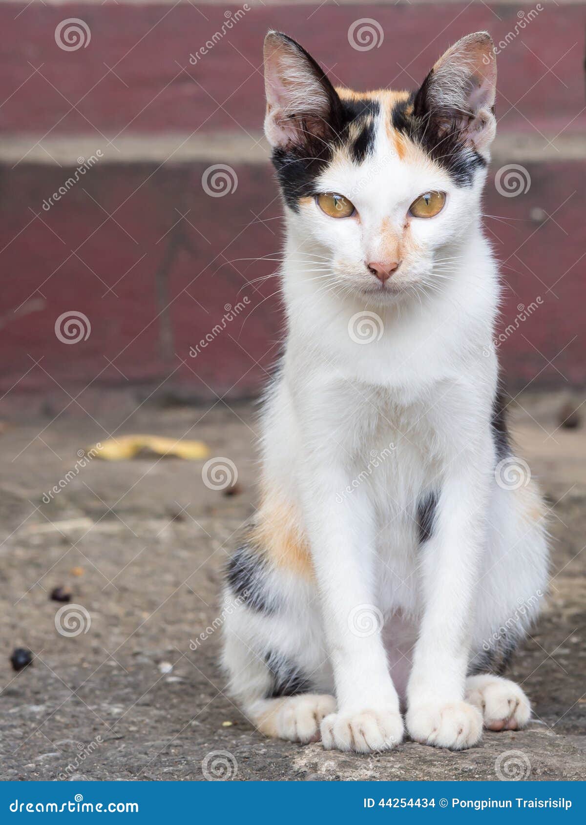 Three Colour thai cat stock photo. Image of care, asia - 44254434