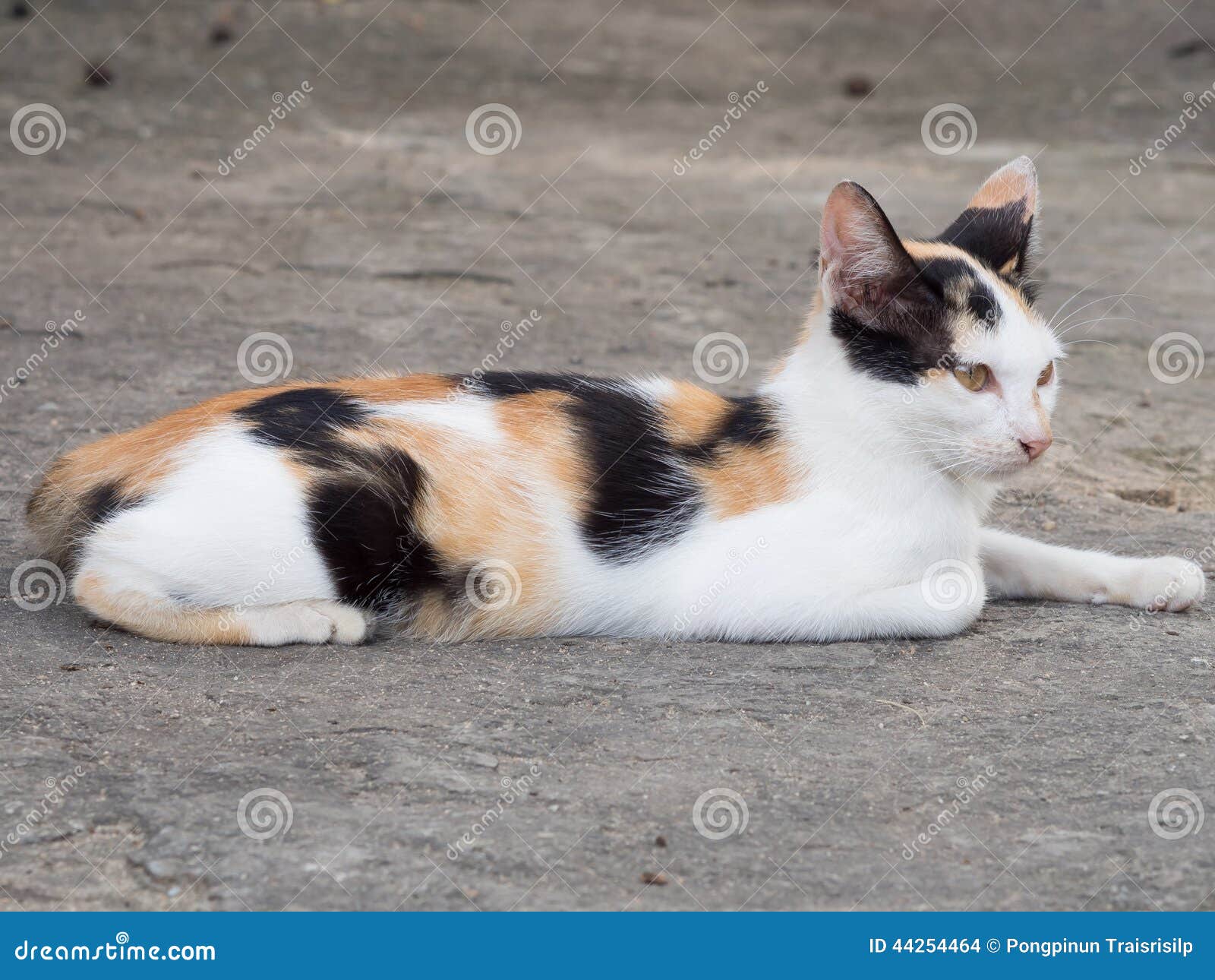 Three Colour thai cat stock photo. Image of special, sneak - 44254464