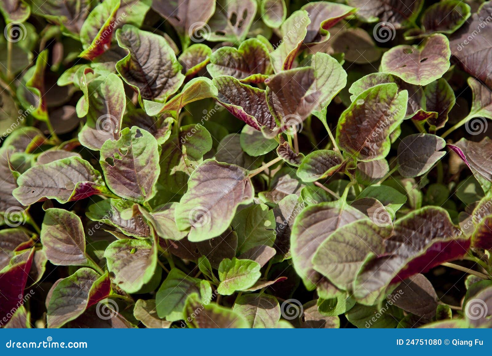 Three-coloured Amaranth stock photo. Image of vegetable - 24751080
