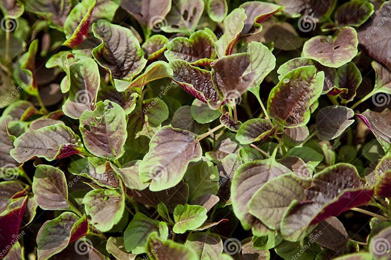 Three-coloured Amaranth stock photo. Image of vegetable - 24751080