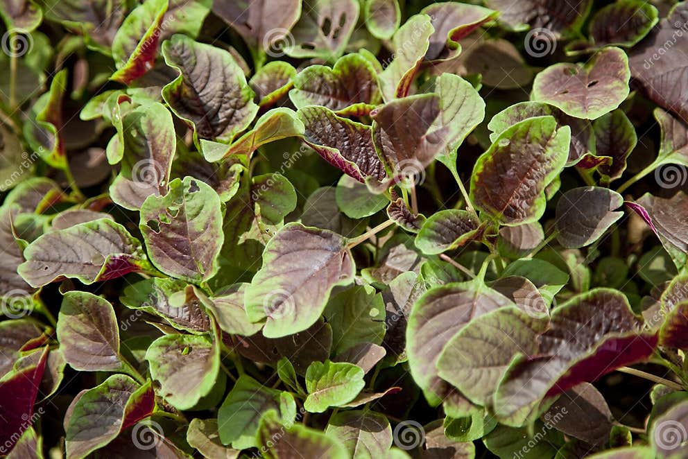 Three-coloured Amaranth stock photo. Image of vegetable - 24751080