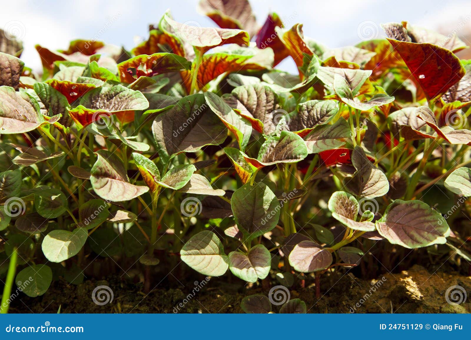Three-coloured Amaranth stock image. Image of leaf, plant - 24751129