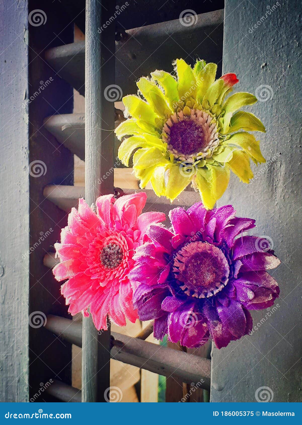 Three Coloured Flowers Indoor. Stock Image - Image of outdoor, bouquet ...