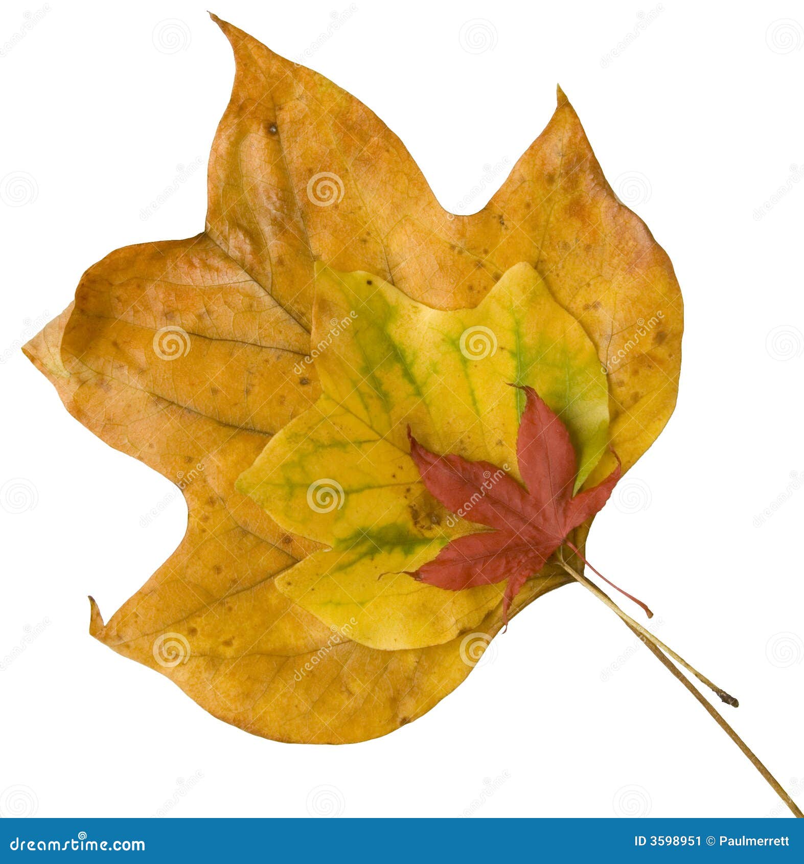 Three coloured leaves stock image. Image of fall, autumn - 3598951