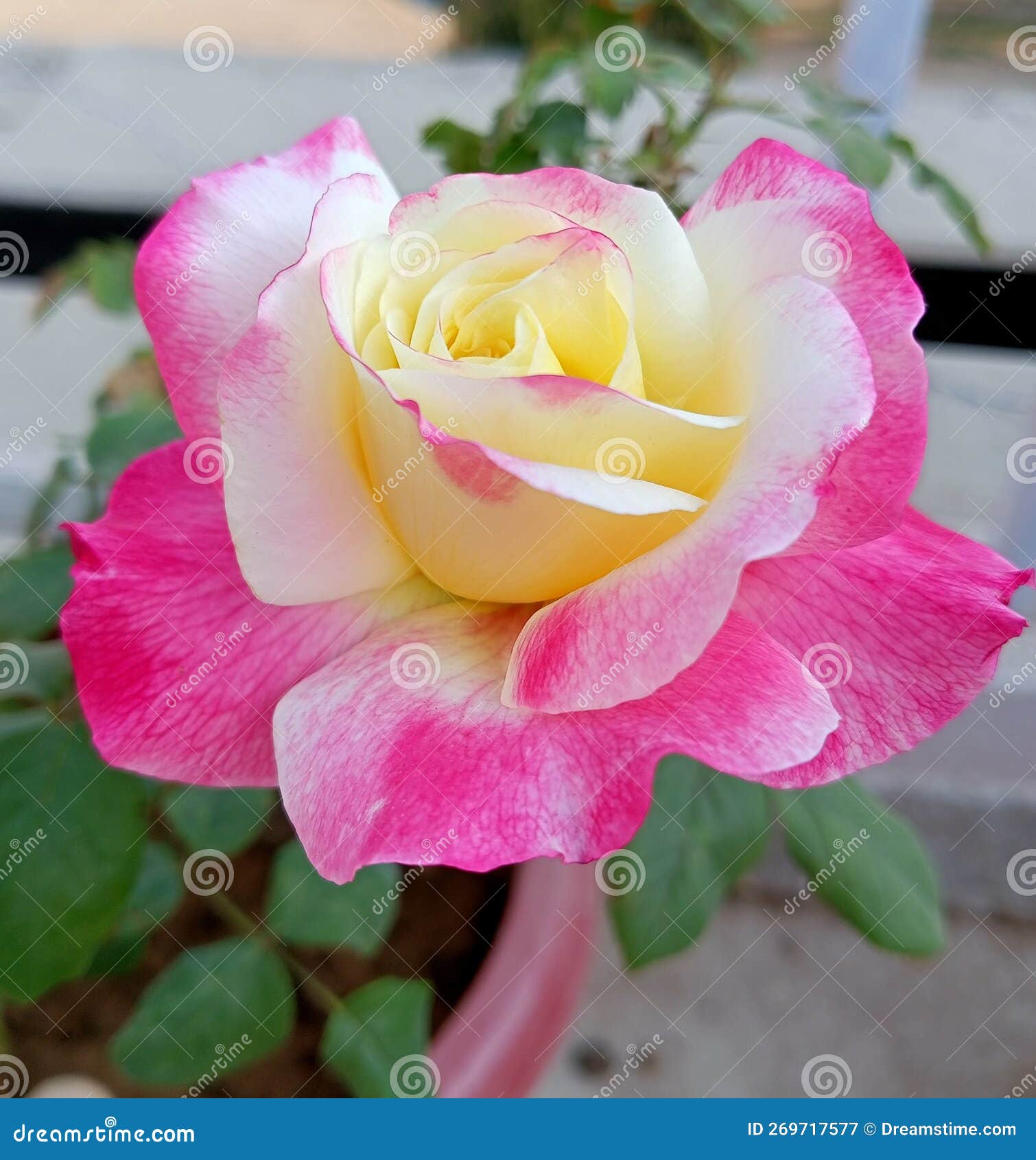 Three colours hybrid Rose stock image. Image of pink - 269717577