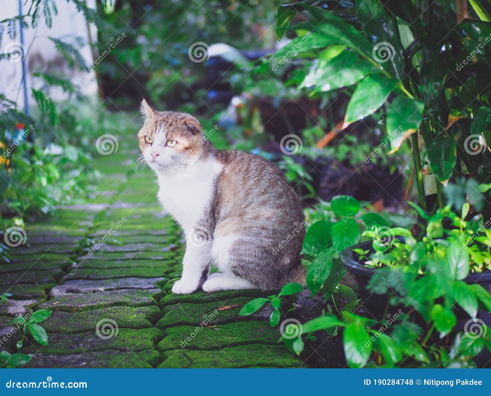 Three Colours Older Cats on the Brick Floor in the Garden Stock Photo ...