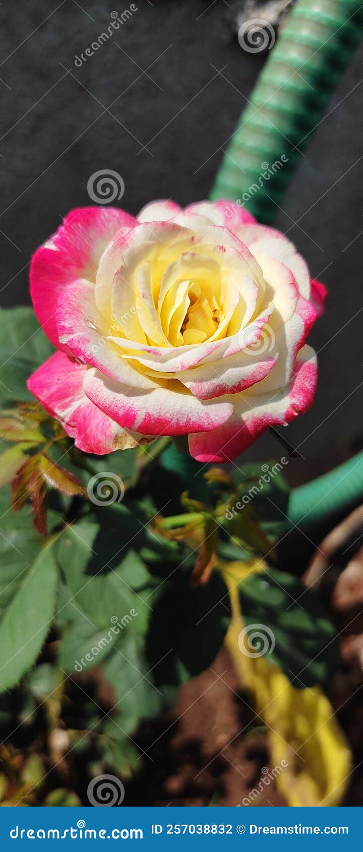 Three Colours in the One Flower Stock Photo - Image of colours, flower ...