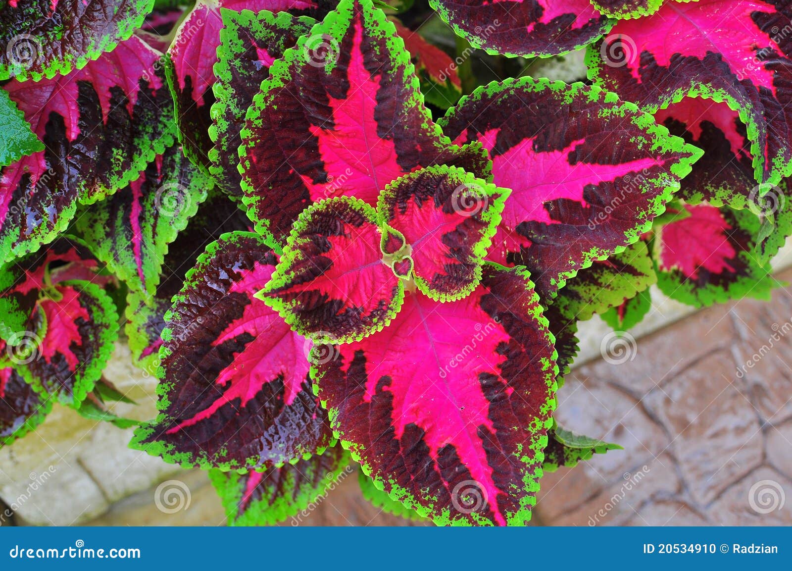 Three Colours Plant - the Coleus Blumei Benth Stock Photo - Image of ...