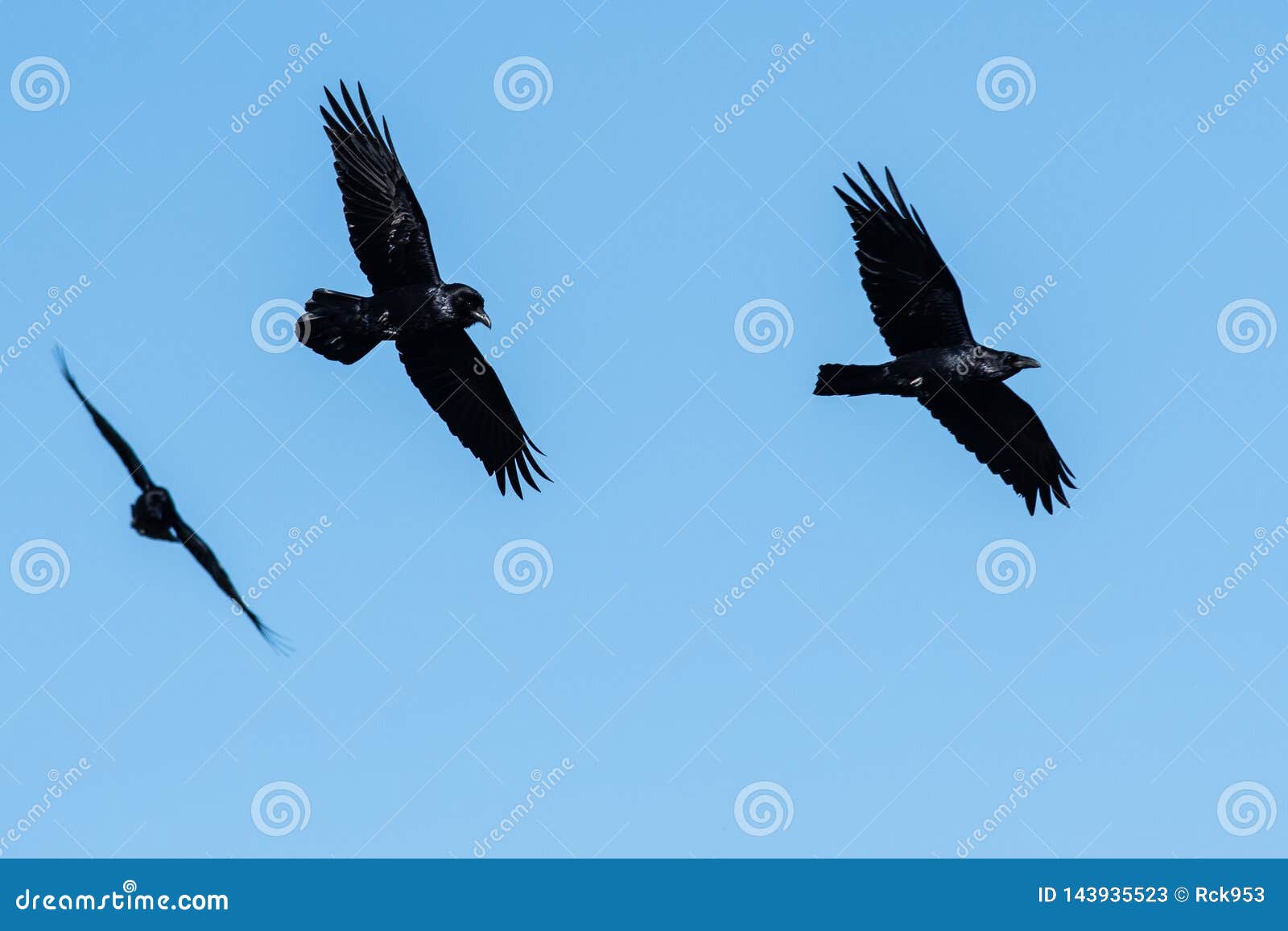 Three Common Ravens Flying in a Blue Sky Stock Image - Image of common ...