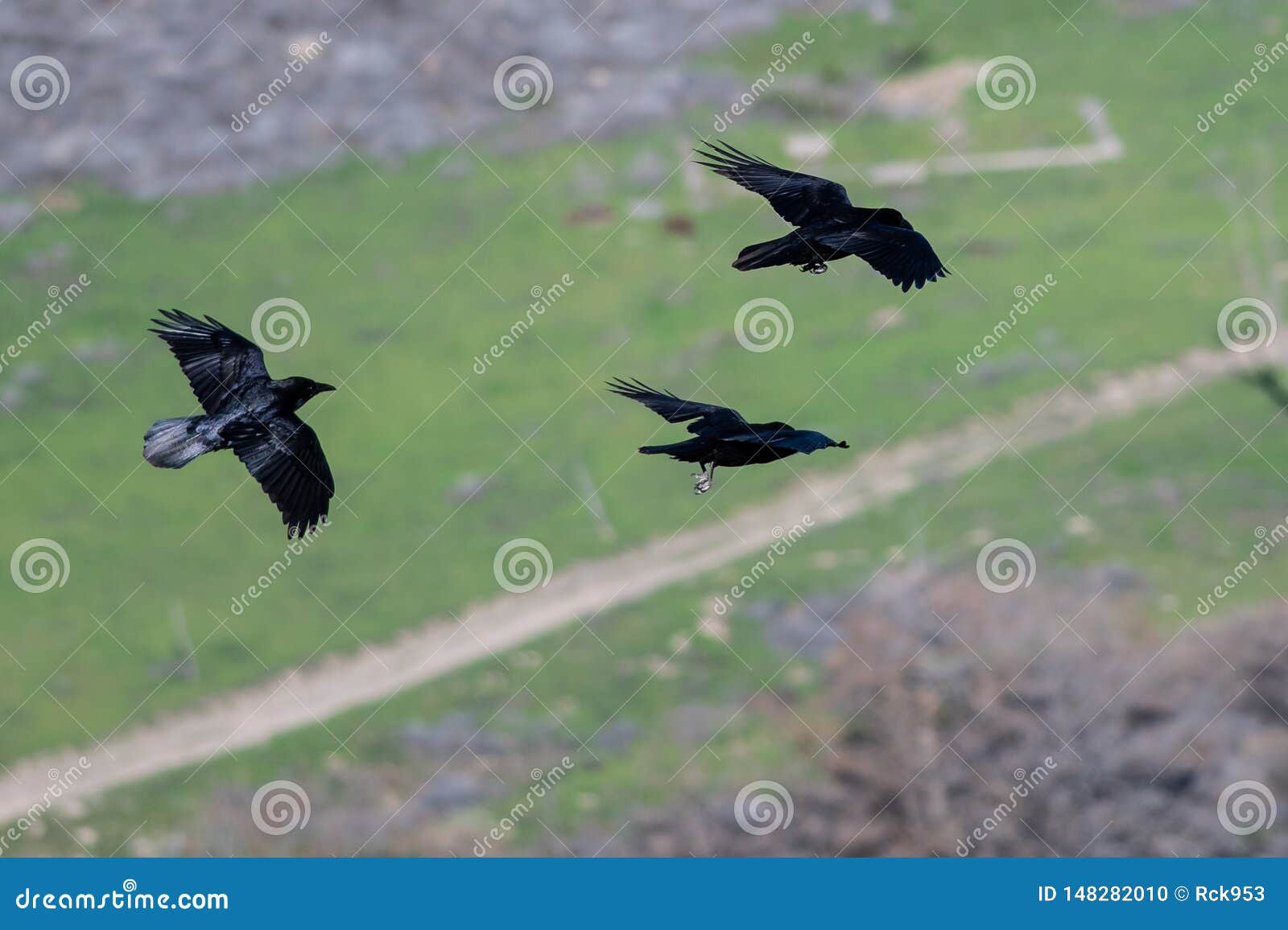 Three Common Black Ravens Flying Over the Canyon Floor Stock Photo ...