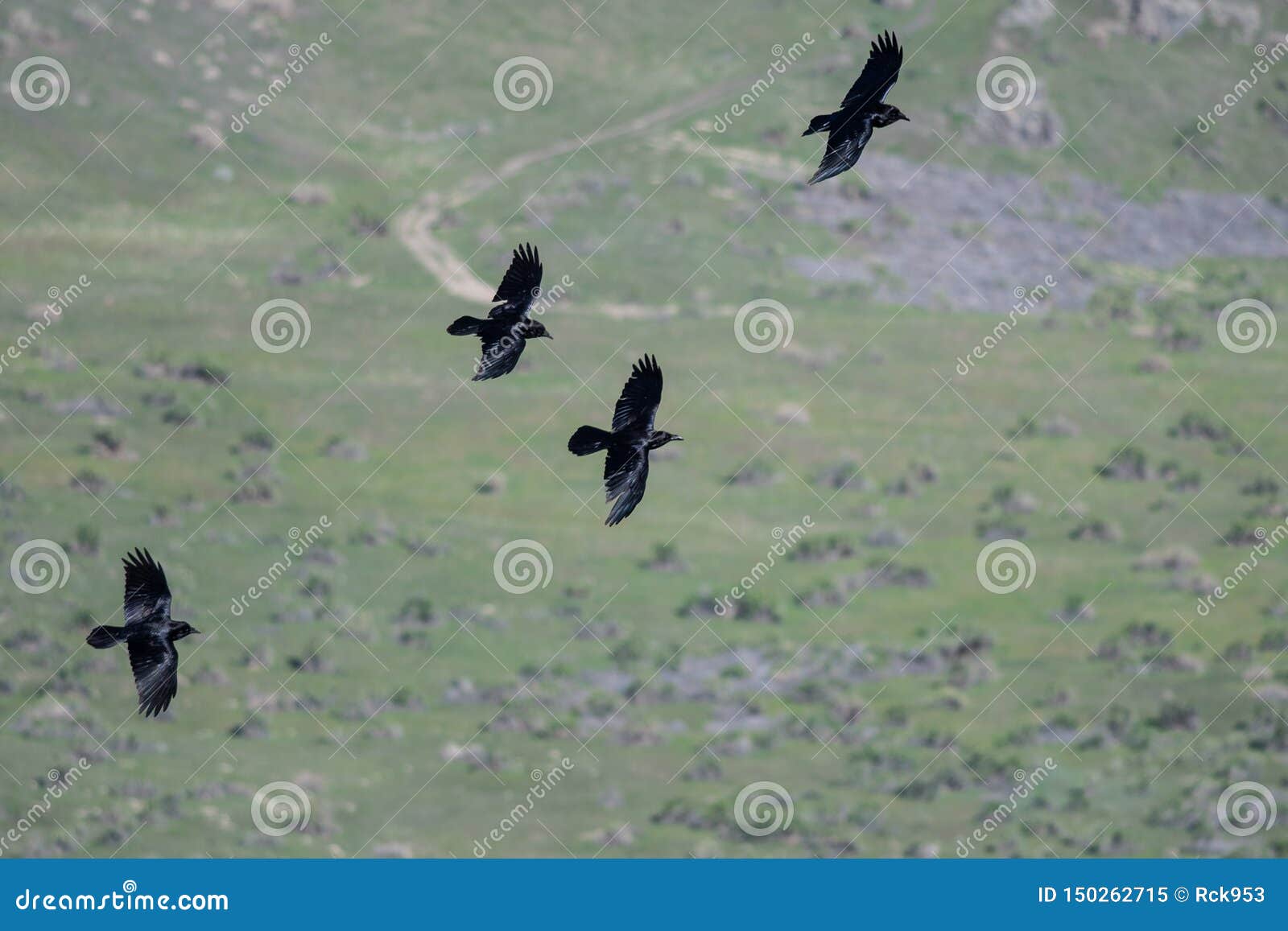 Three Common Black Ravens Flying Over the Canyon Floor Stock Image ...
