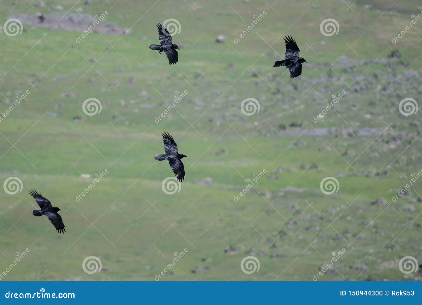 Three Common Black Ravens Flying Over the Canyon Floor Stock Photo ...