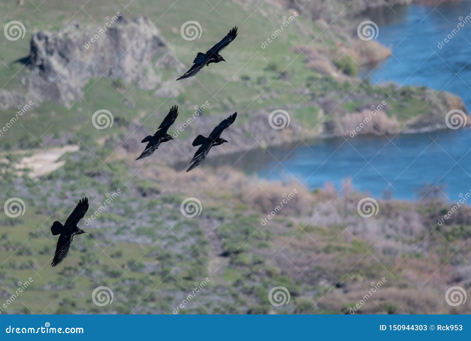 Three Common Black Ravens Flying Over the Canyon Floor Stock Image ...