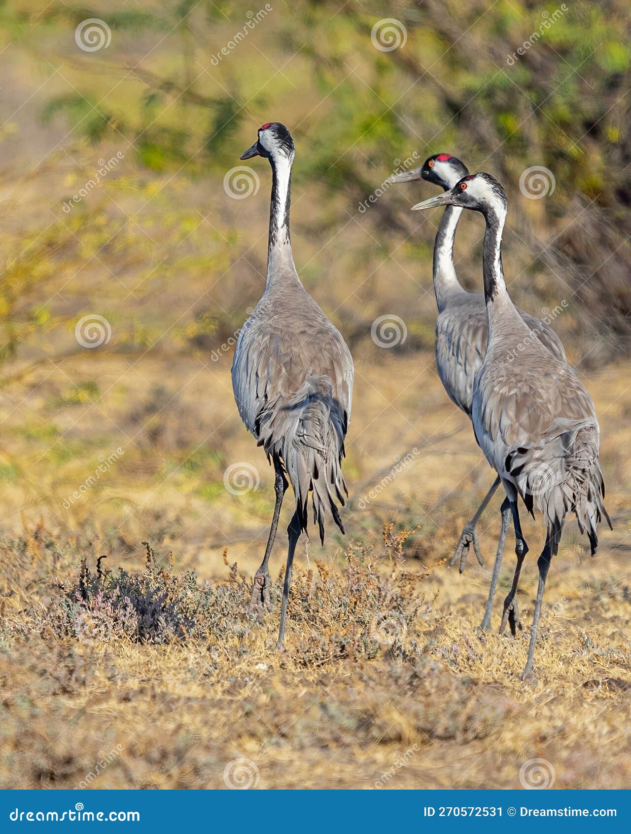 Three Common Cranes Roaming Stock Image - Image of landscape, marsh ...