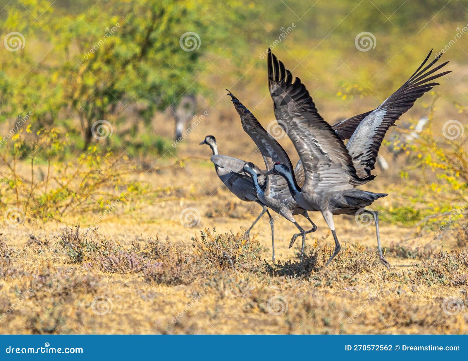 Three Common Toads Or European Toads, Bufo Bufo Stock Photography ...