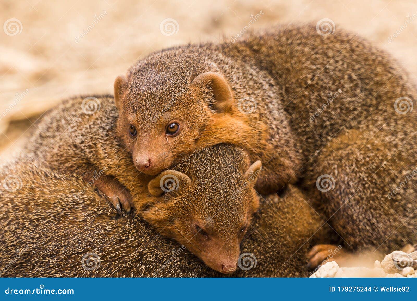 Common Dwarf Mongoose Lying on One Another Stock Photo - Image of ...