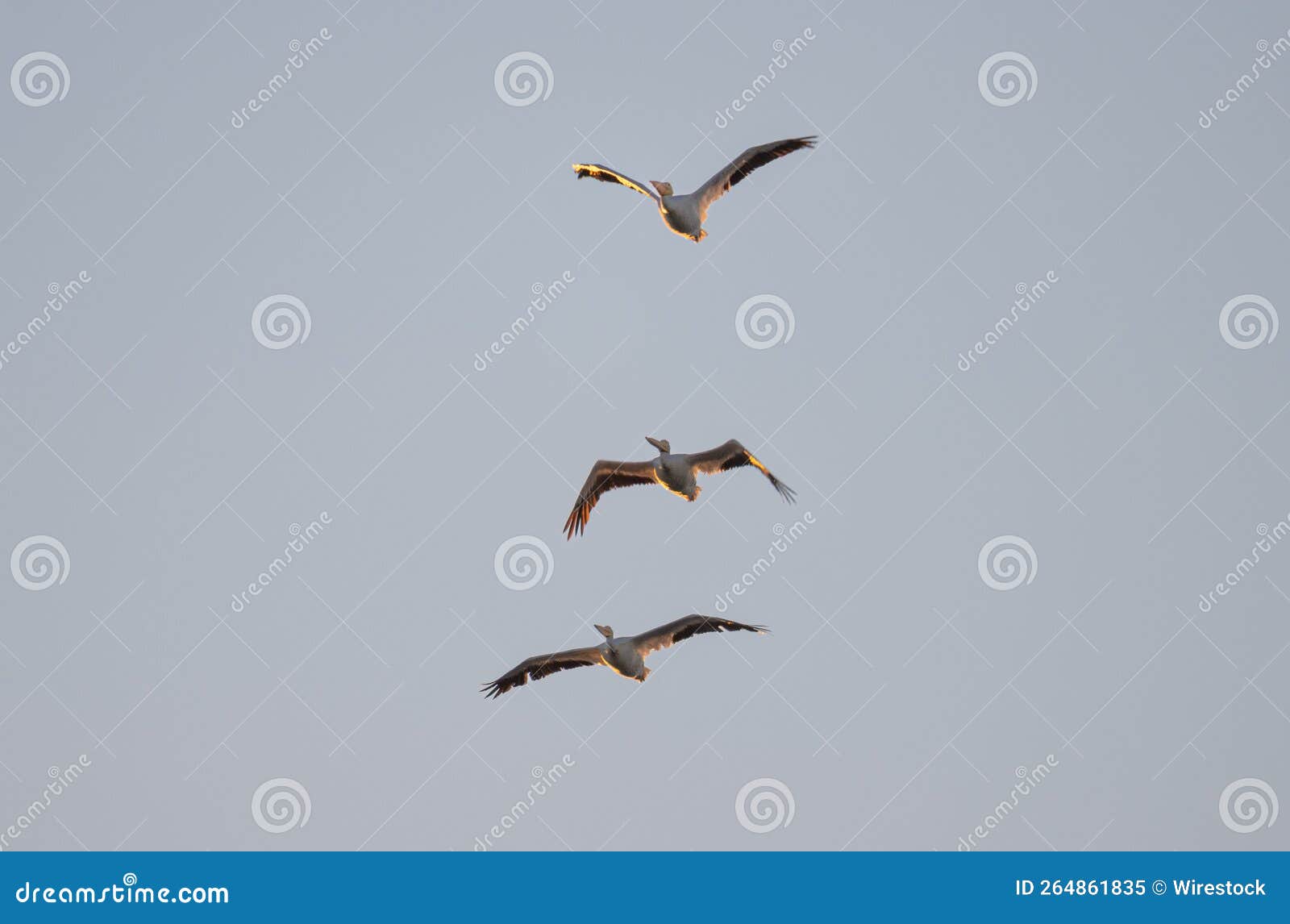 Common Gulls (Larus Canus) Flying in the Blue Sky Stock Image - Image ...