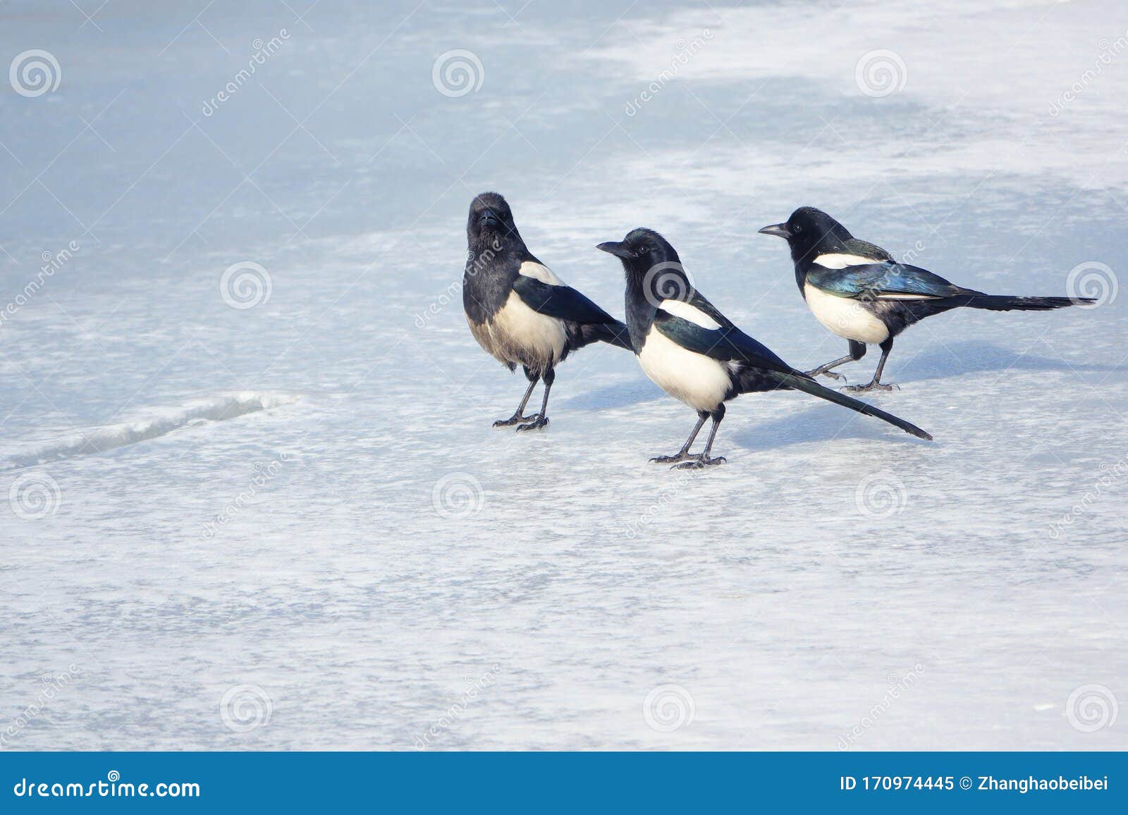 Common Magpie stock image. Image of common, black, animal - 170974445