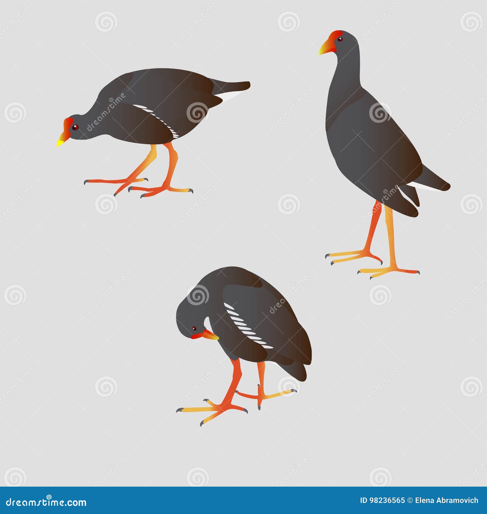 Three Common Moorhens Cartoon Vector | CartoonDealer.com #98236565