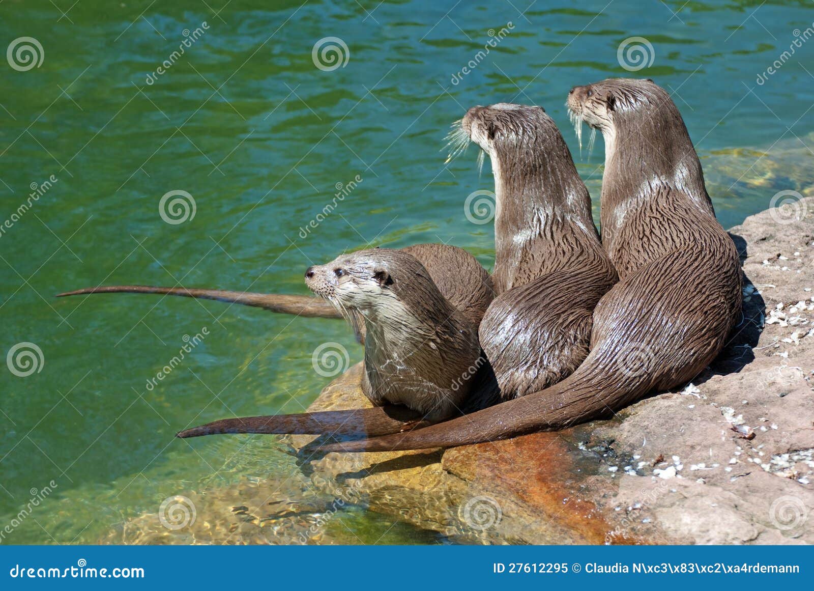 Three common otters stock image. Image of lutra, otter - 27612295