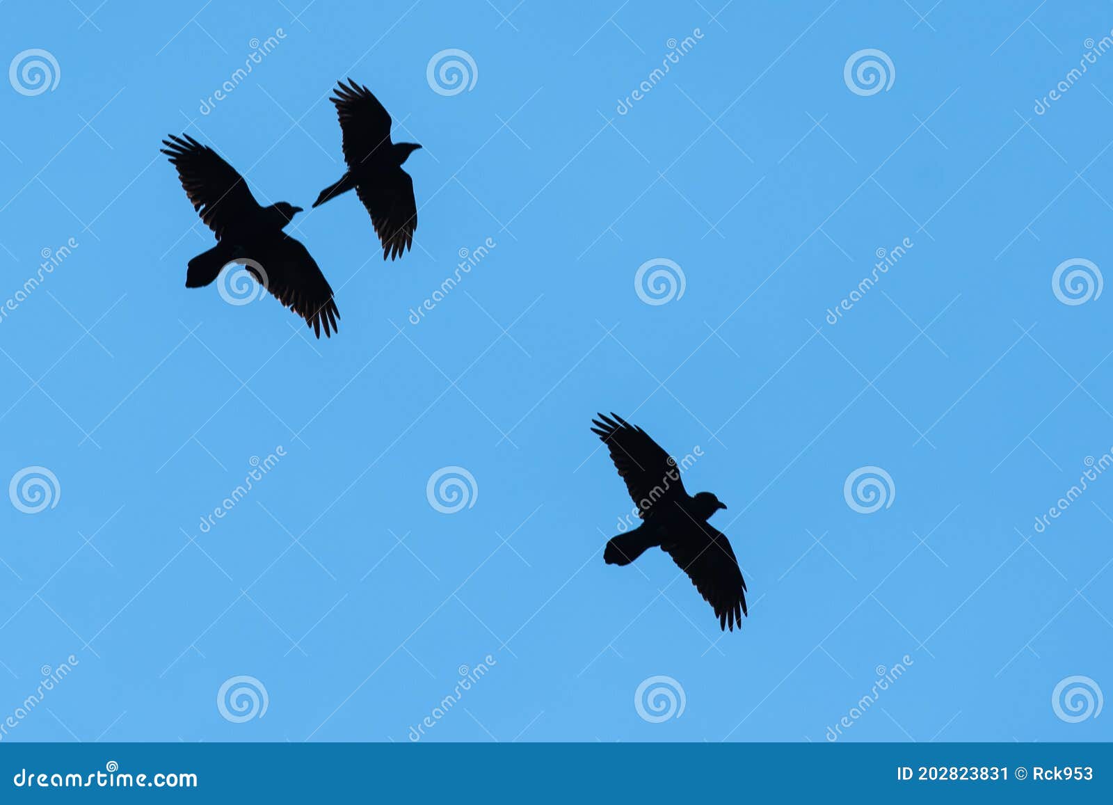 Three Common Ravens Flying in a Blue Sky Stock Image - Image of raven ...