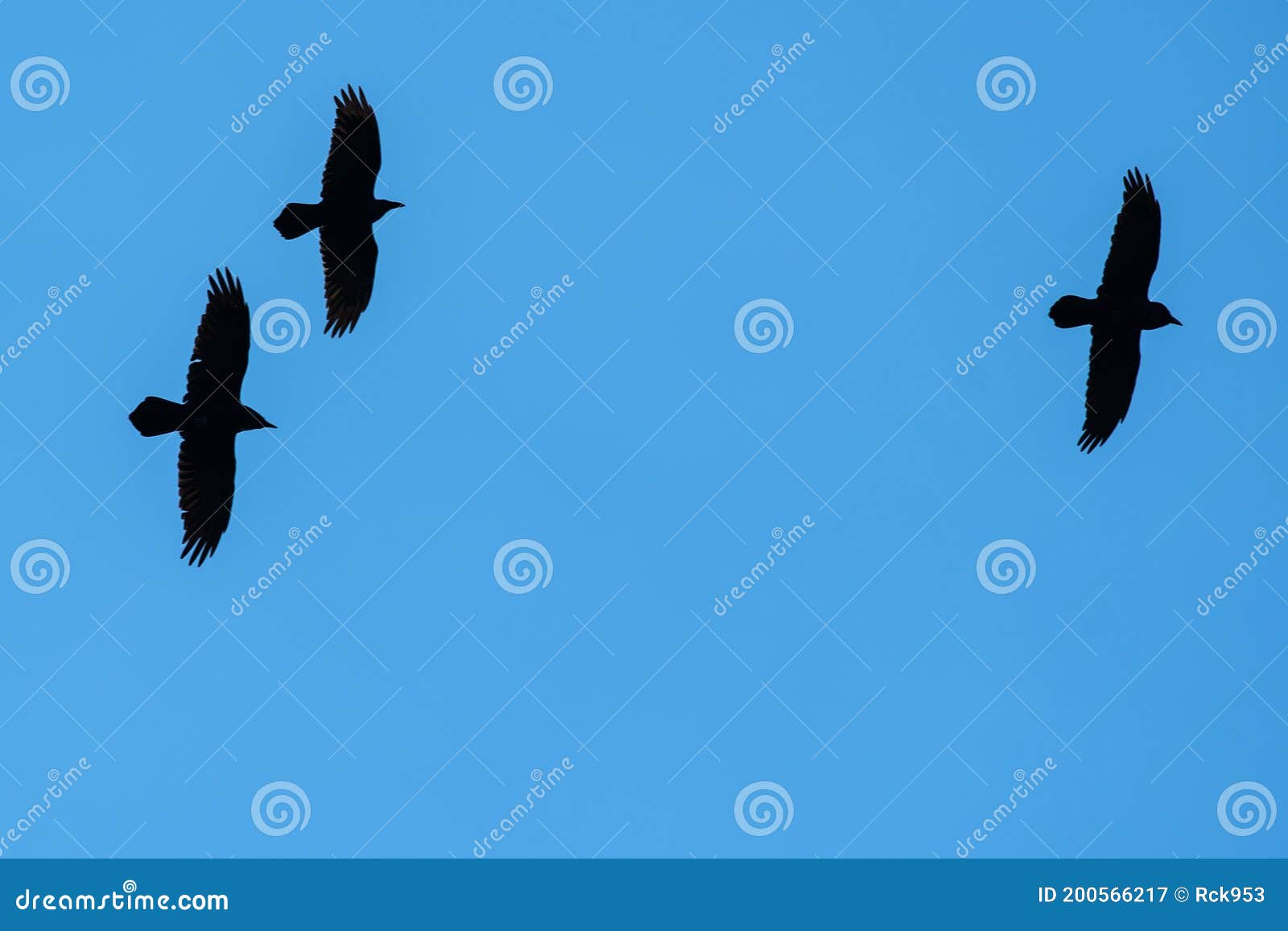 Three Common Ravens Flying in a Blue Sky Stock Image - Image of flight ...