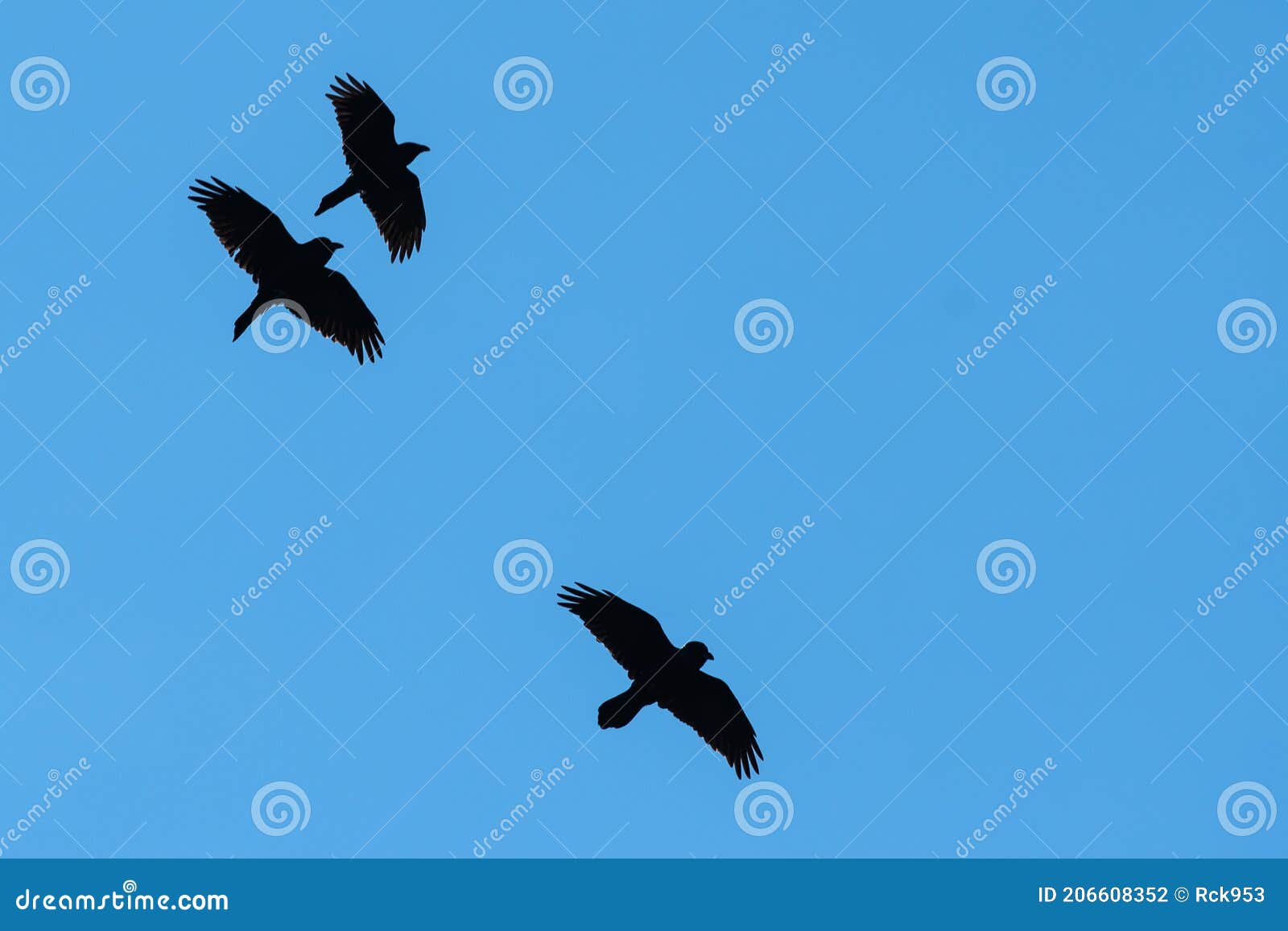 Three Common Ravens Flying in a Blue Sky Stock Photo - Image of three ...