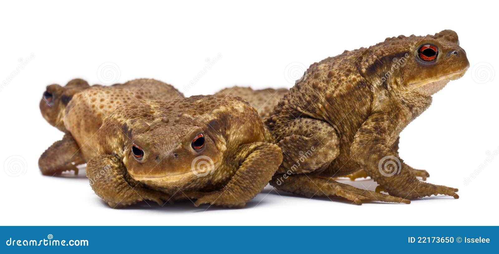 Three Common Toads or European Toads, Bufo Stock Photo - Image of bufo ...