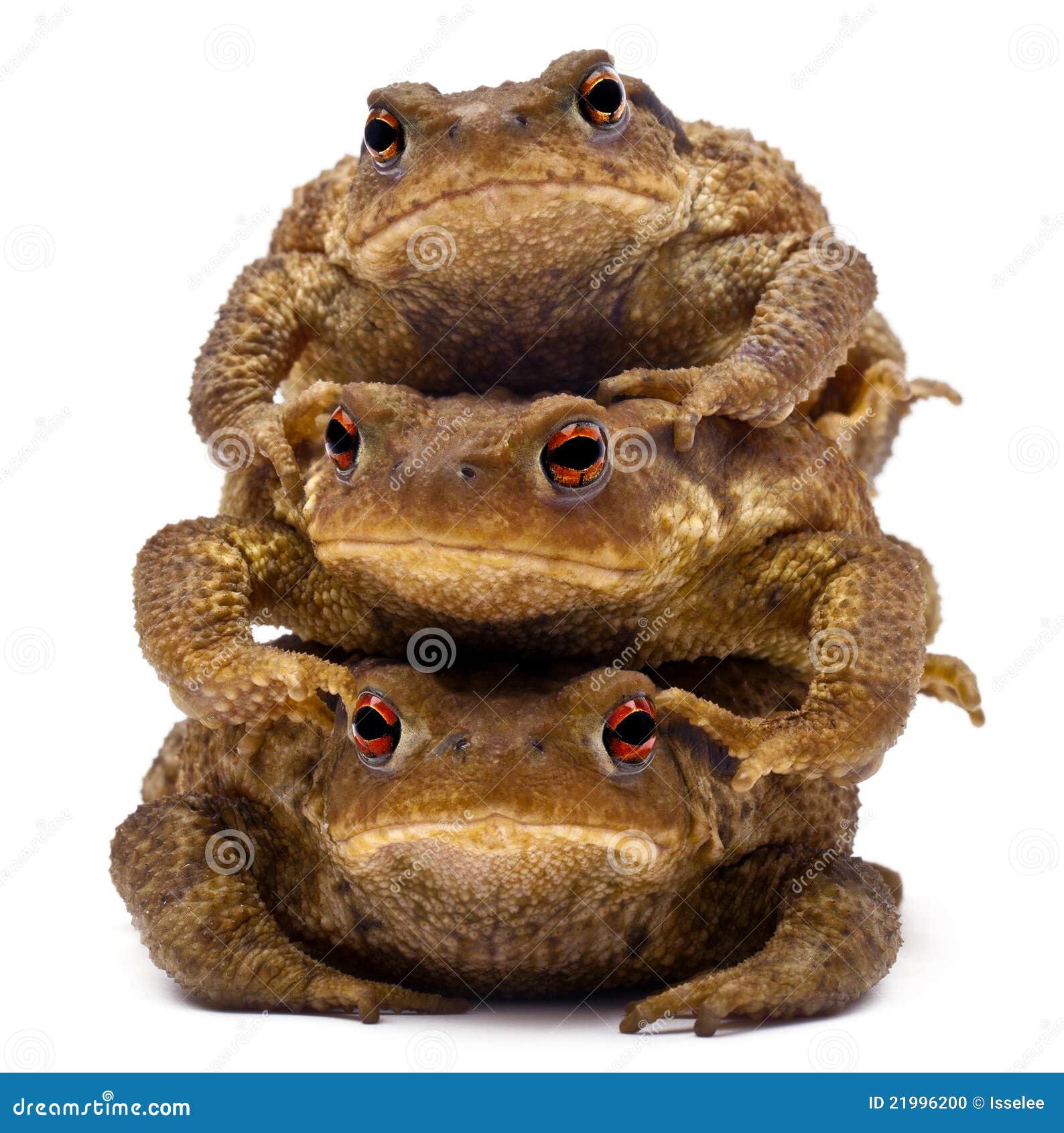 Three Common Toads or European Toads, Bufo Bufo Stock Photo - Image of ...
