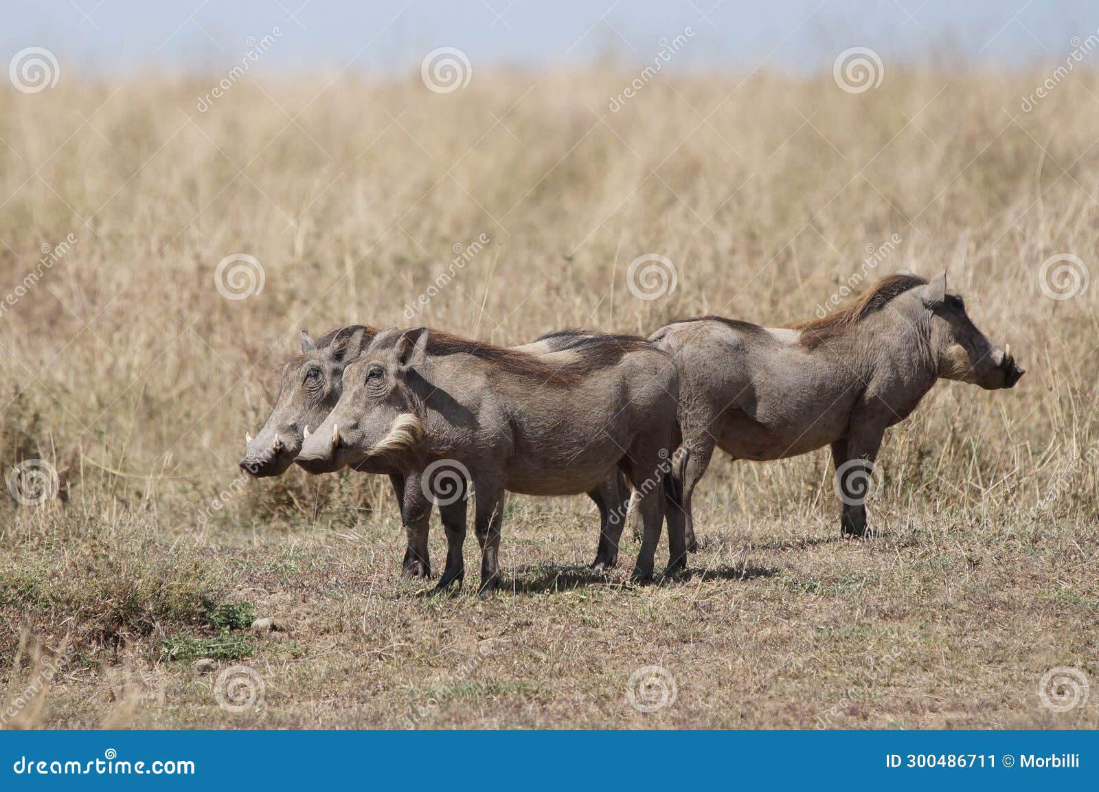 Three Common Warthogs stock image. Image of warthogs - 300486711