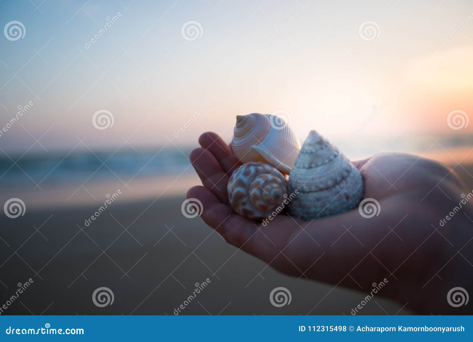 Three Conch Shell on Woman`s Hands Stock Photo - Image of resort ...