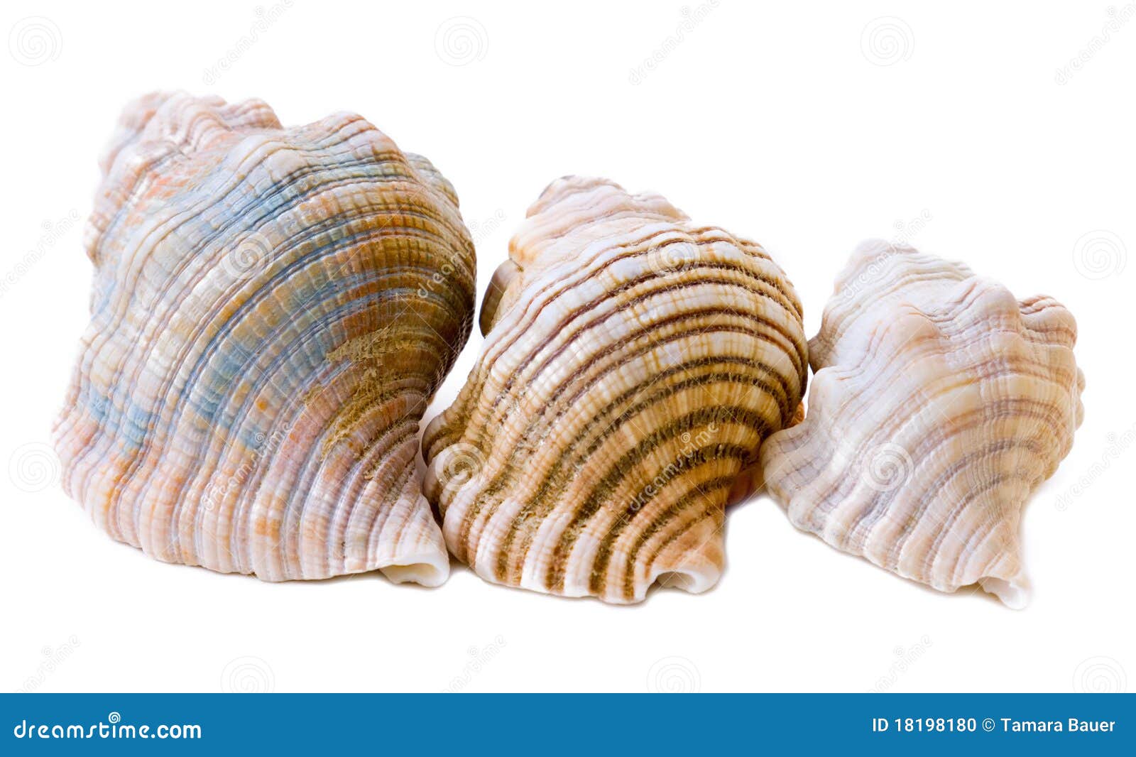Three Conch Shells, Rear View Stock Photo - Image of texture, color ...