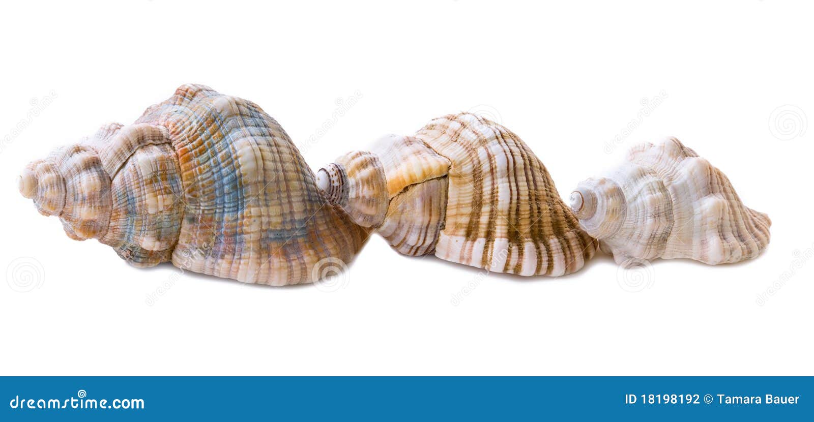 Three Conch Shells, Side View Stock Photo - Image of white, brown: 18198192